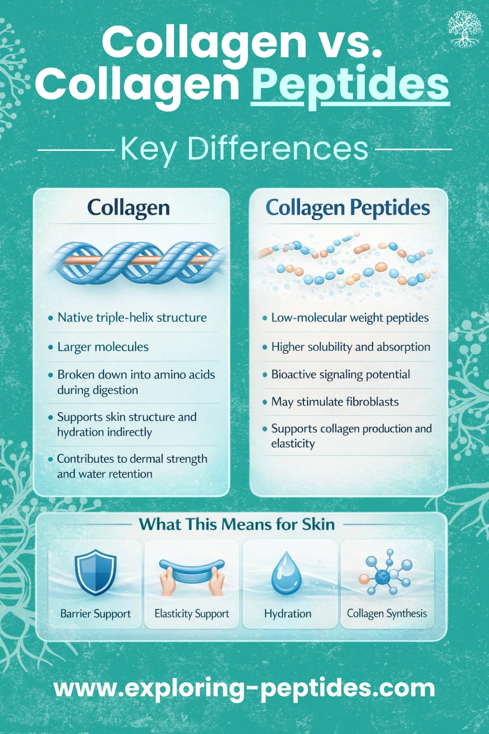 Collagen vs Collagen Peptides: Differences & Benefits - Exploring Peptides